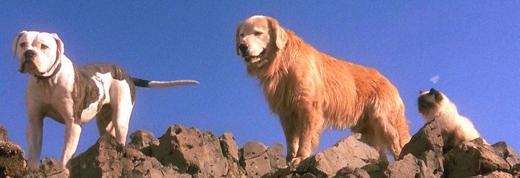 Ver De vuelta a casa, un viaje increíble (1993) online - eCartelera
