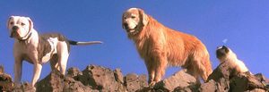 Ver De vuelta a casa, un viaje increíble (1993) online - eCartelera
