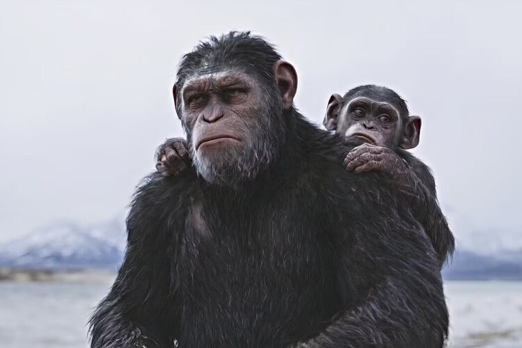 Los 12 monos más icónicos de la historia del cine: De 'King Kong' a ...