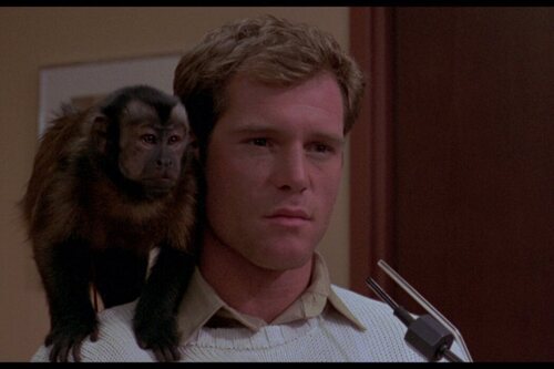 Los 12 monos más icónicos de la historia del cine: De 'King Kong' a ...